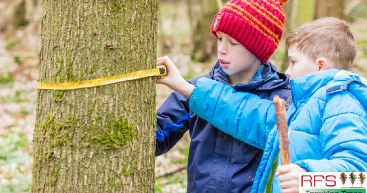 Burghley House | Teaching Trees