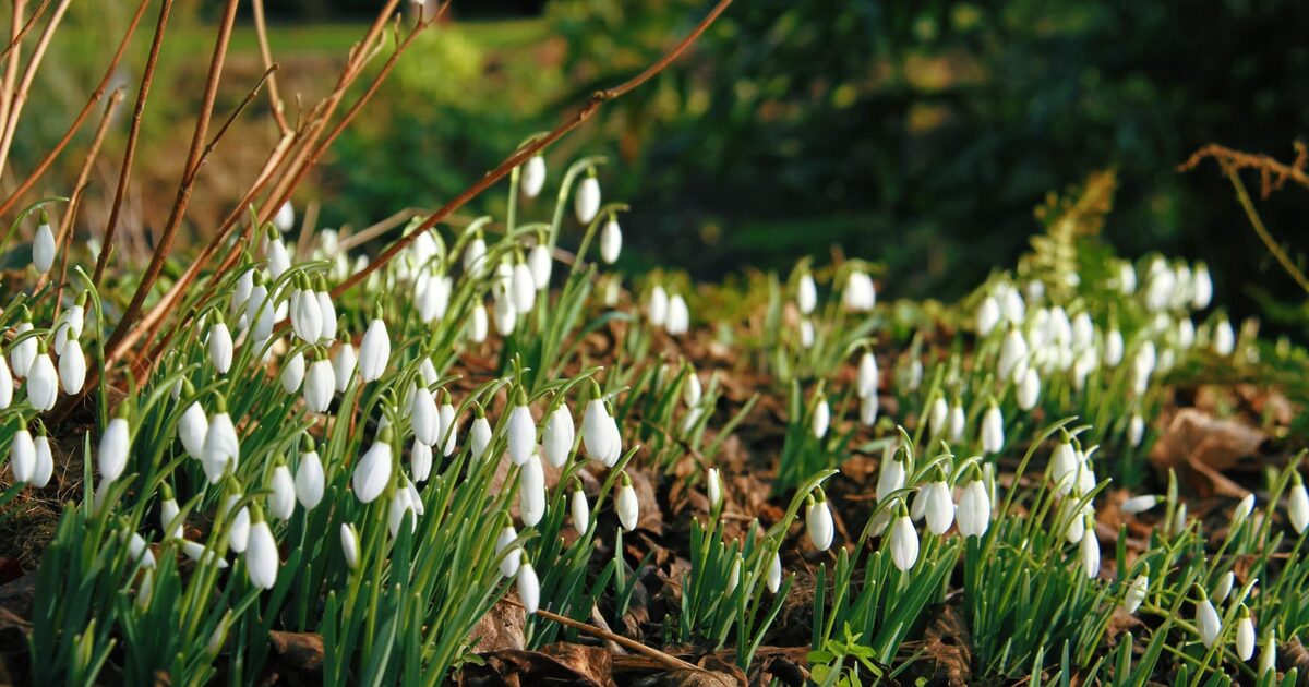 Burghley House | Snowdrop Walk in the Gardens