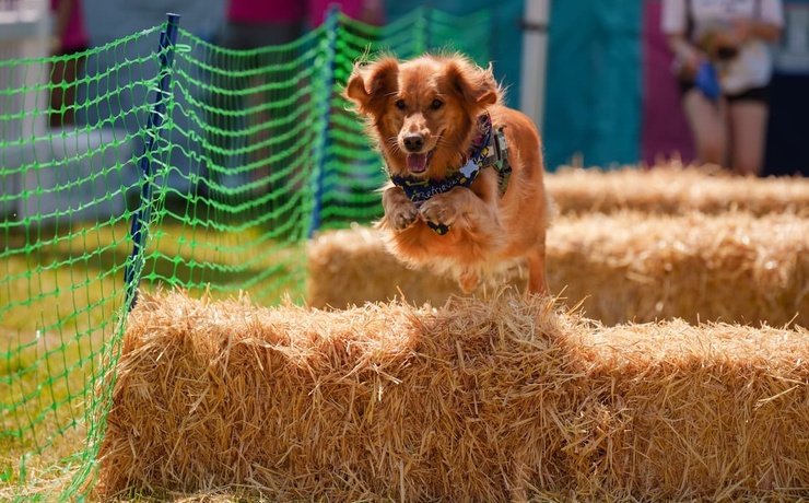 Burghley House | What's on Stamford | Events & Activities Burghley